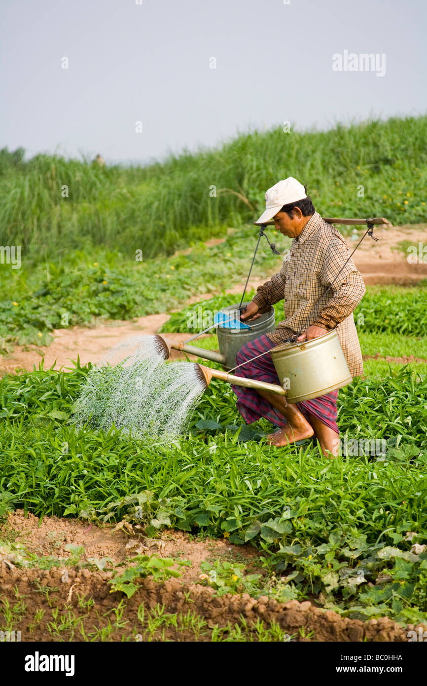Farmer watering crops outside of Phnom Penh, Cambodia Stock Photo - Alamy