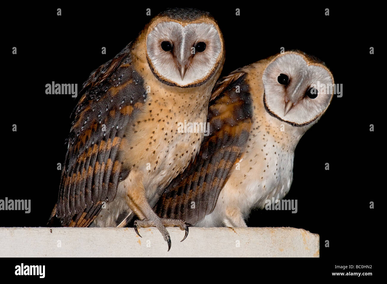 Barn owls at night (wild Stock Photo - Alamy