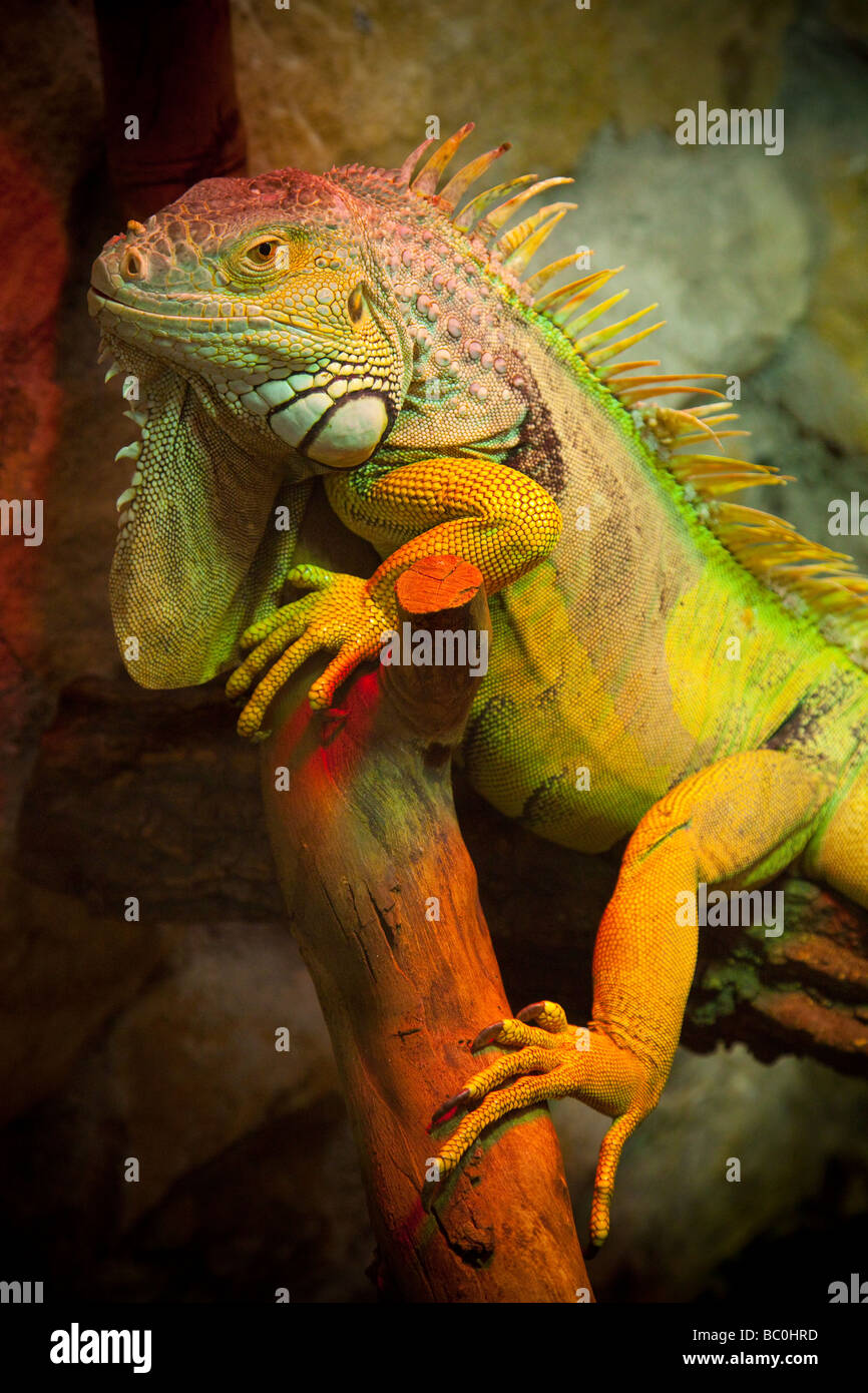Greek zoo animals hi-res stock photography and images - Alamy