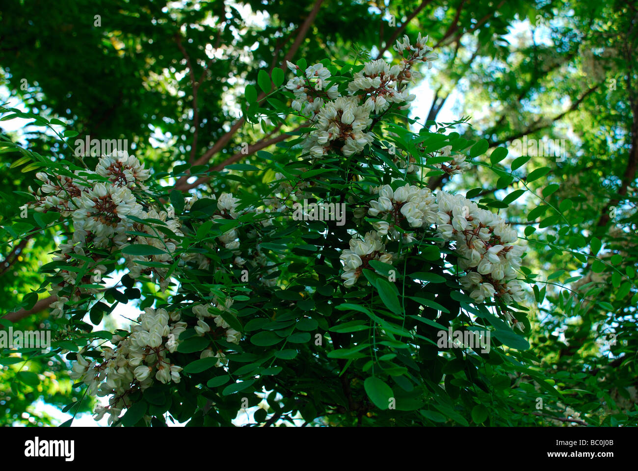 Black Locust tree Robinia pseudoacacia L blooming spring season Stock ...