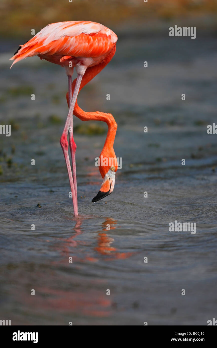 Caribbean Flamingo Phoenicopterus ruber foraging Stock Photo - Alamy