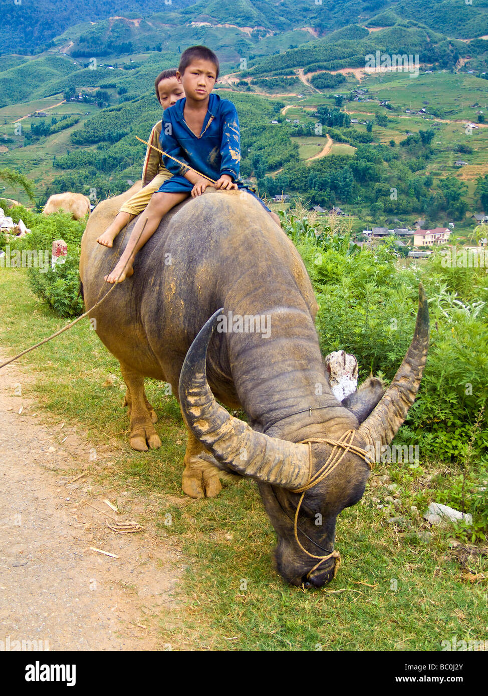 Young boy sitting on buffalo Sapa region Vietnam JPH0242 Stock Photo ...