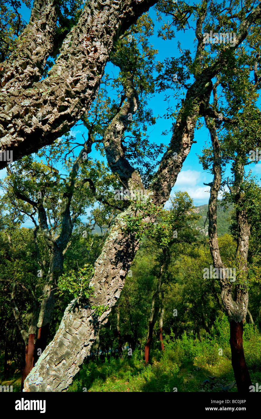 Oak Forest France Stock Photos & Oak Forest France Stock Images - Alamy