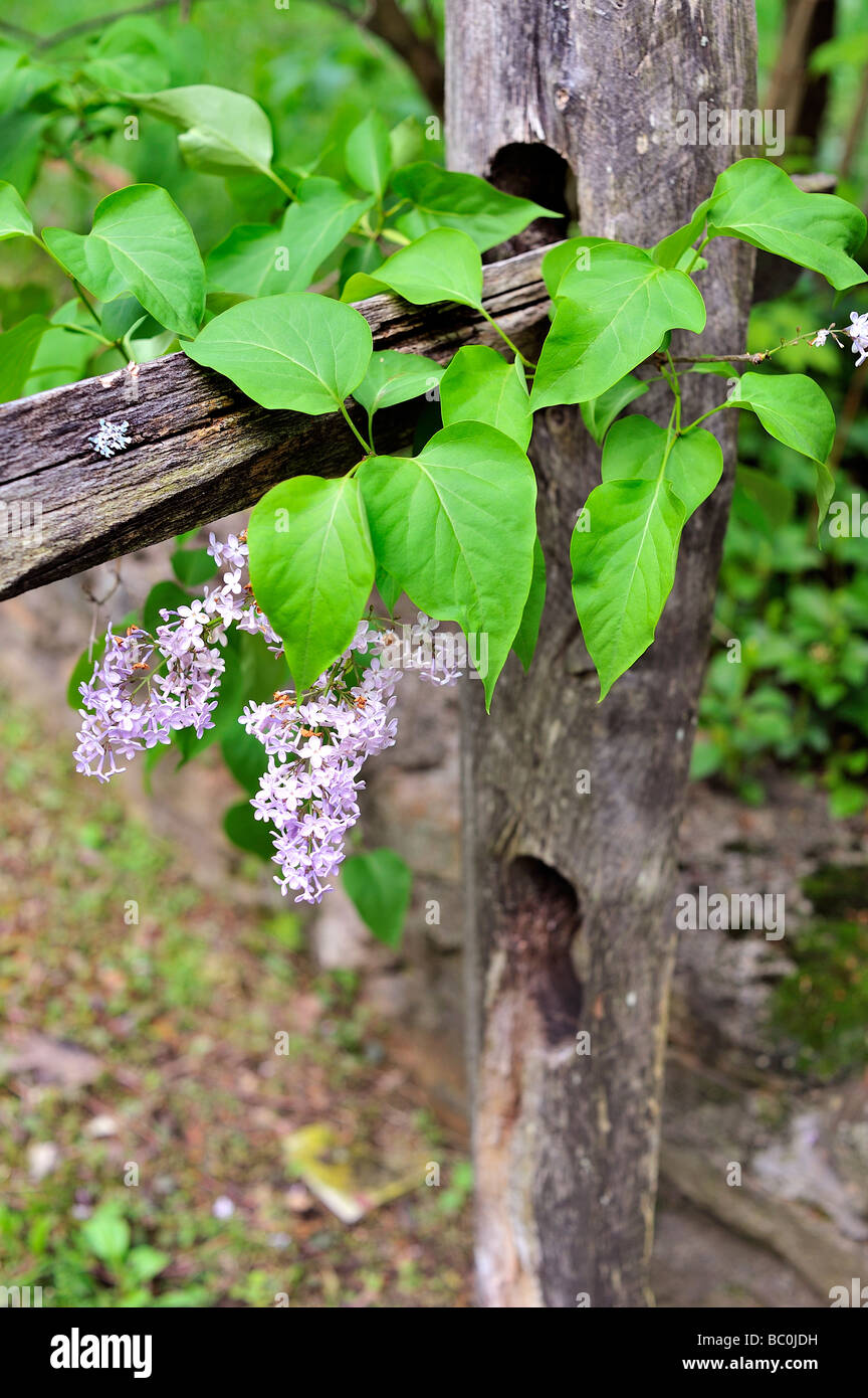 Overhangs fence hi-res stock photography and images - Alamy