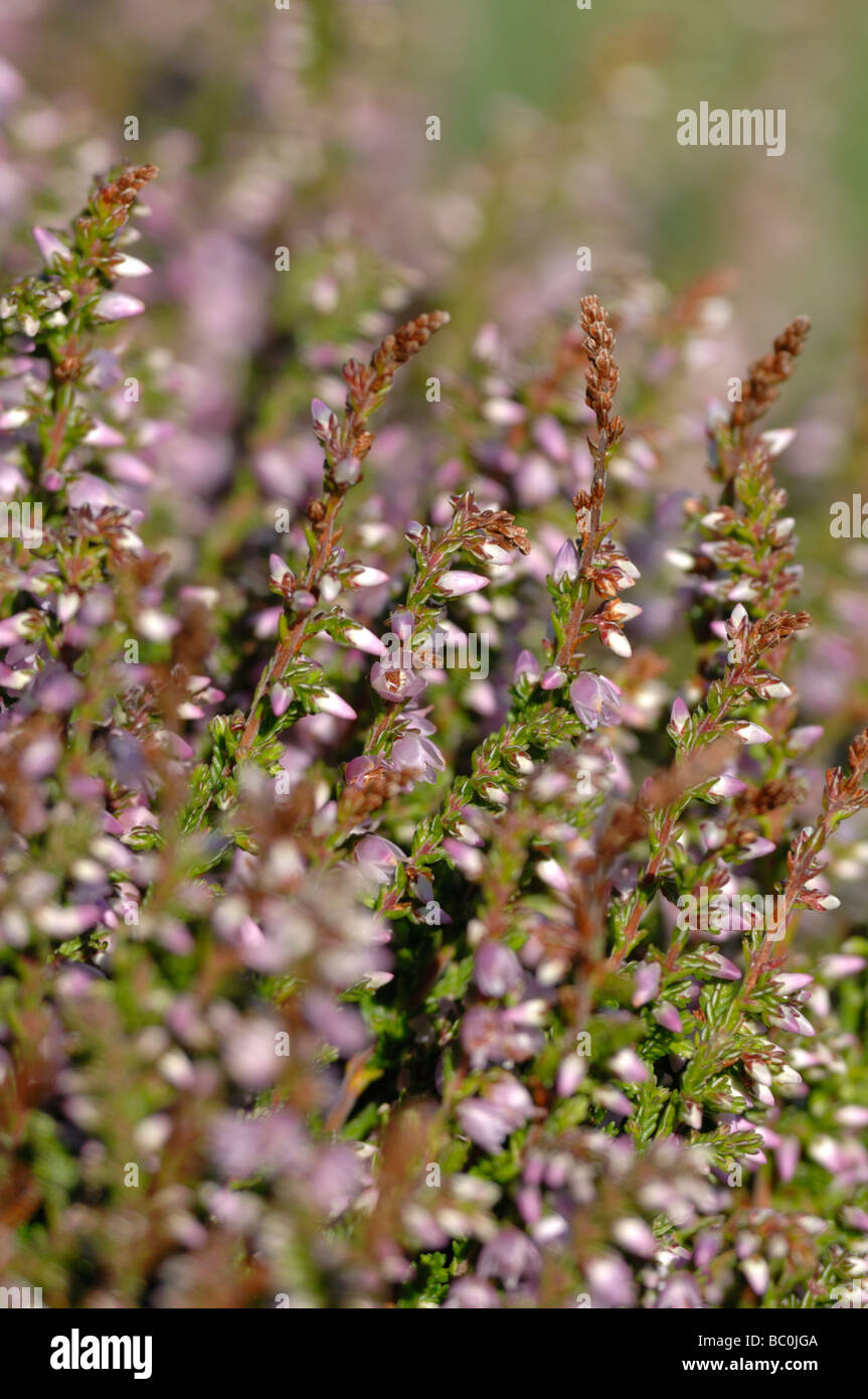 Ling Calluna vulgaris heather Deer Park Marloes Pembrokeshire Wales UK ...