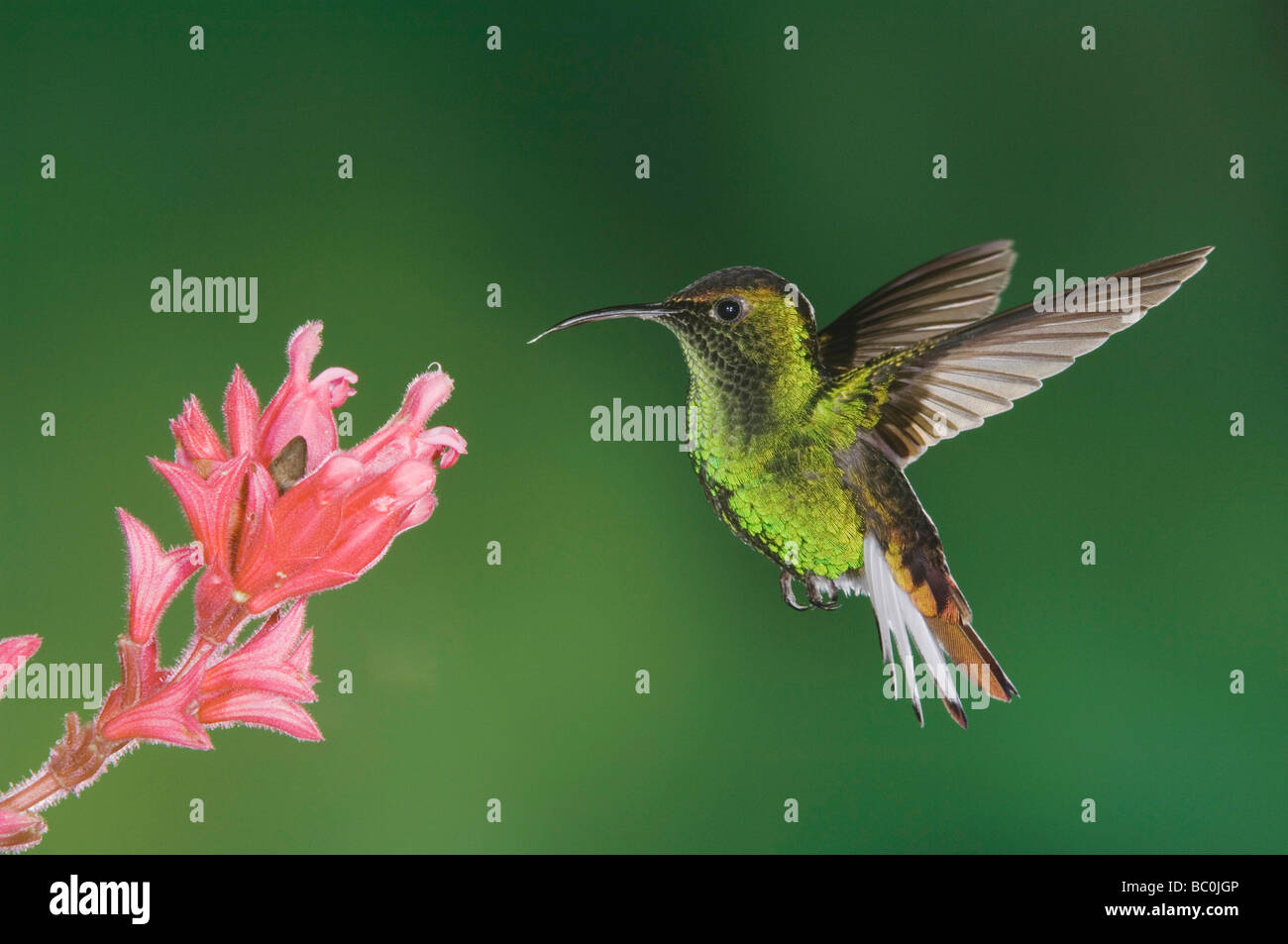 Coppery headed Emerald Elvira cupreiceps male in flight feeding on ...