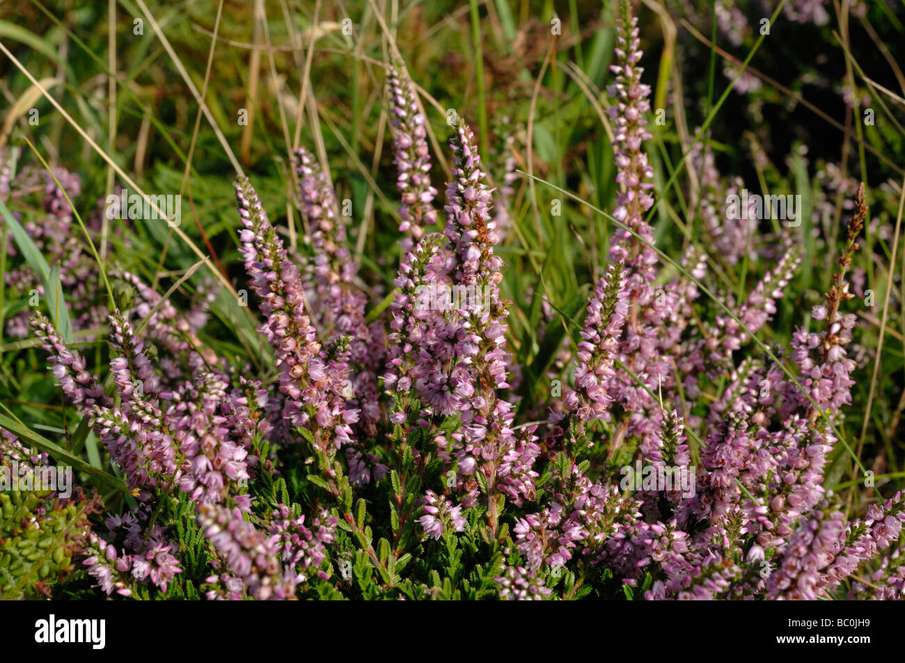 Ling Calluna vulgaris heather Deer Park Marloes Pembrokeshire Wales UK ...