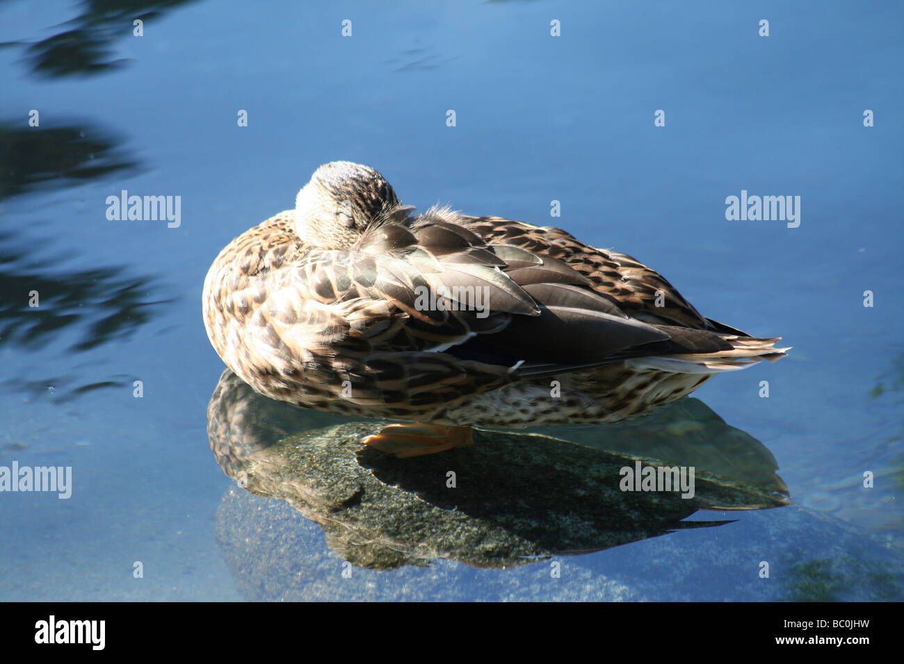 Sleeping duck hi-res stock photography and images - Alamy