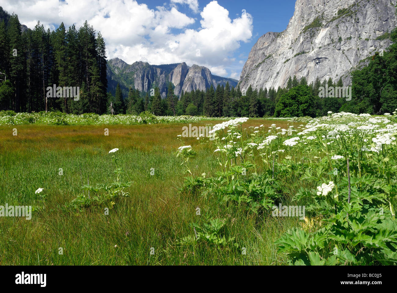 Yosemite wildflowers hi-res stock photography and images - Alamy