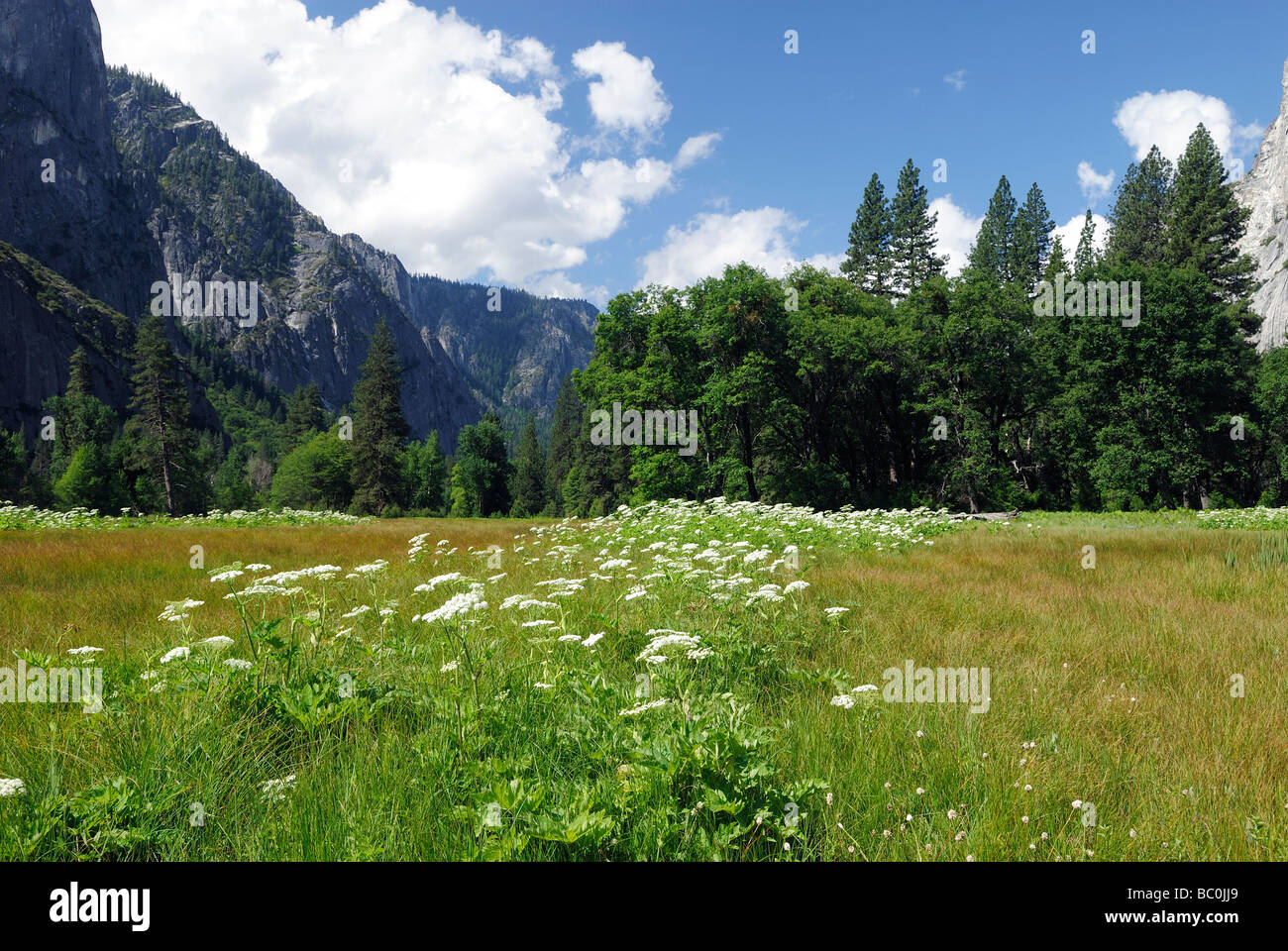 Spring wildflowers in Yosemite Valley Stock Photo - Alamy