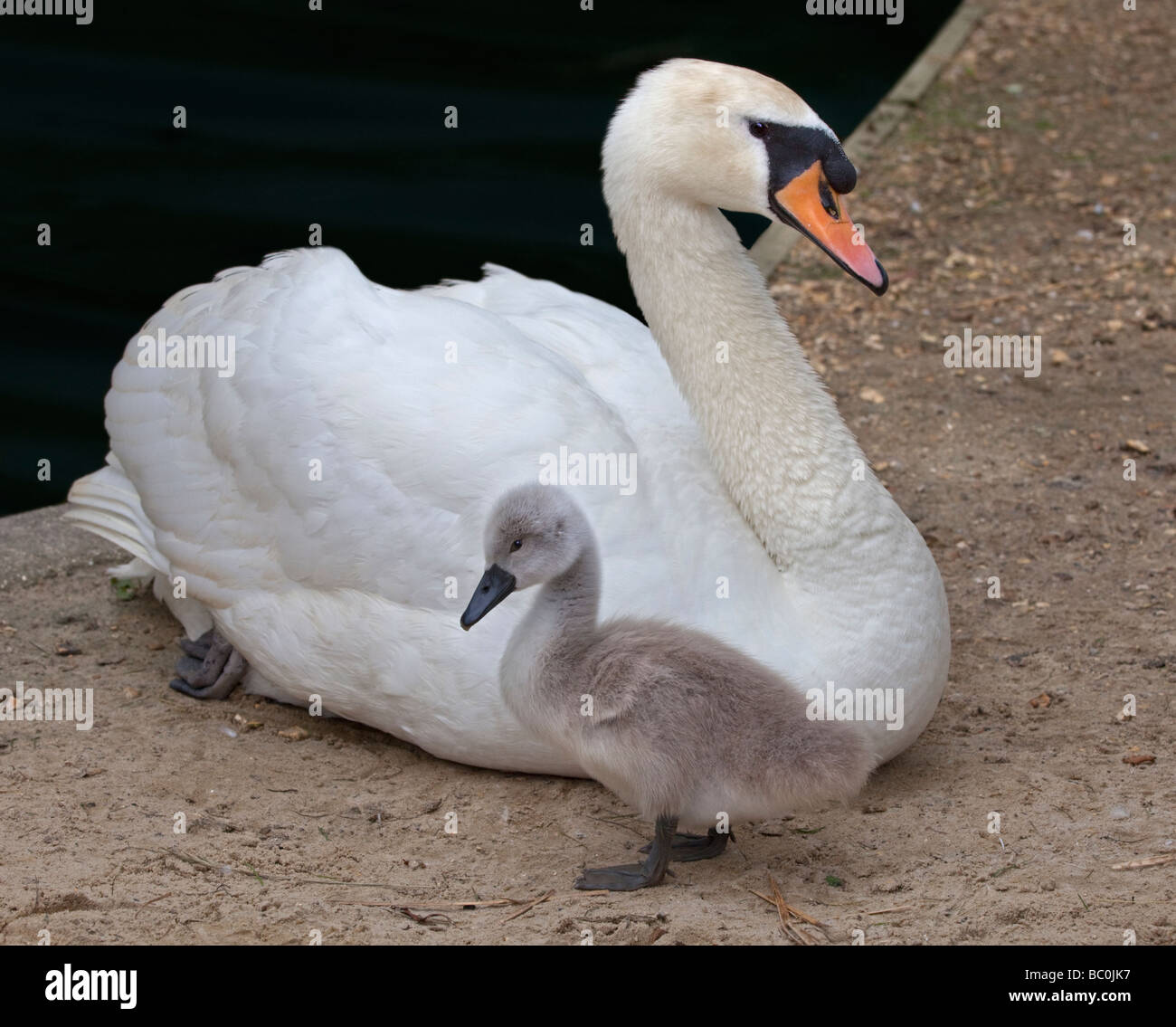 Cygnet uk hi-res stock photography and images - Alamy