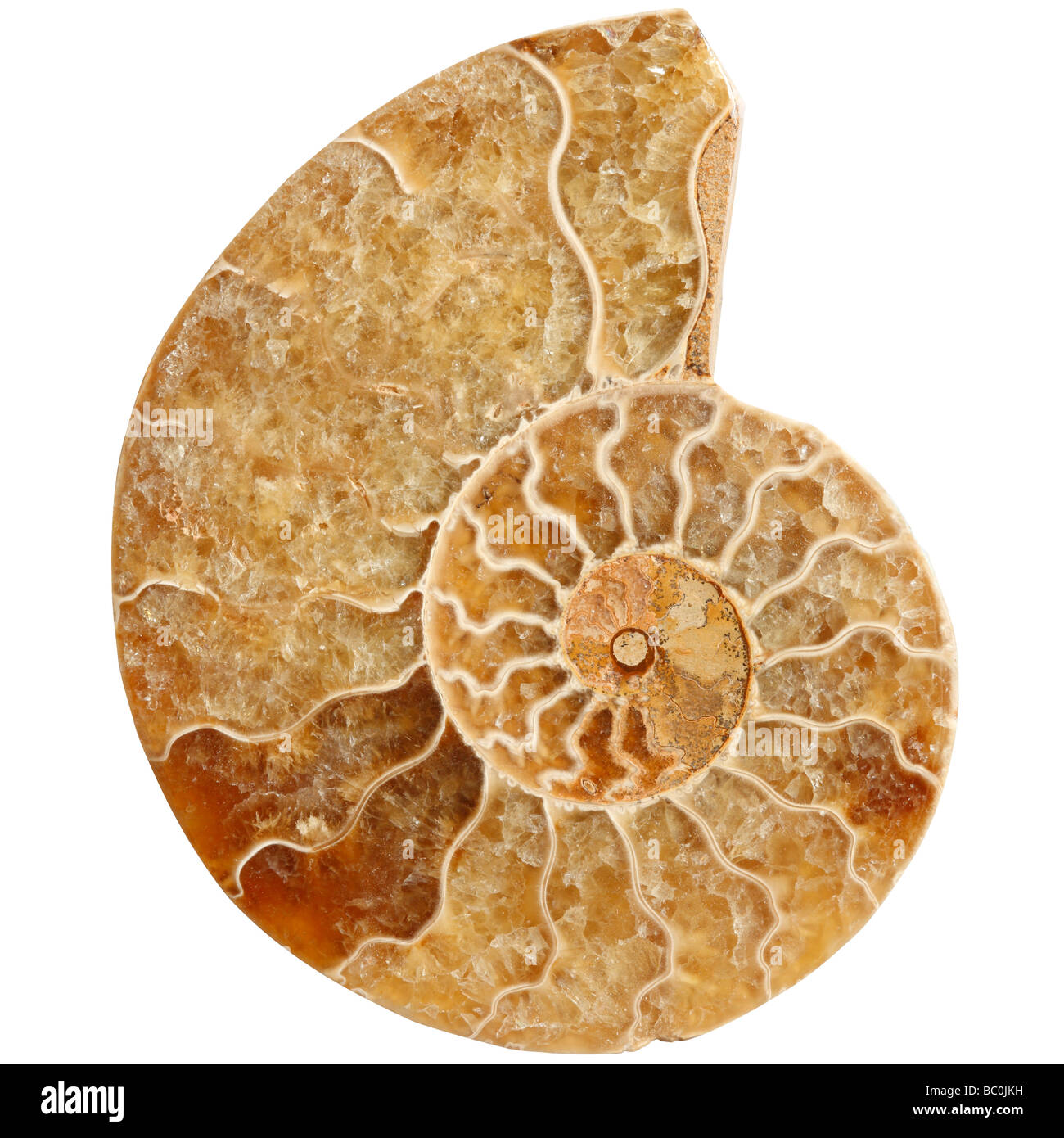 Ammonite hi-res stock photography and images - Alamy