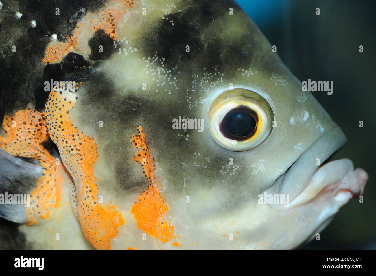 Closeup eye a tropical fish The colourful underwater world of the warm ...