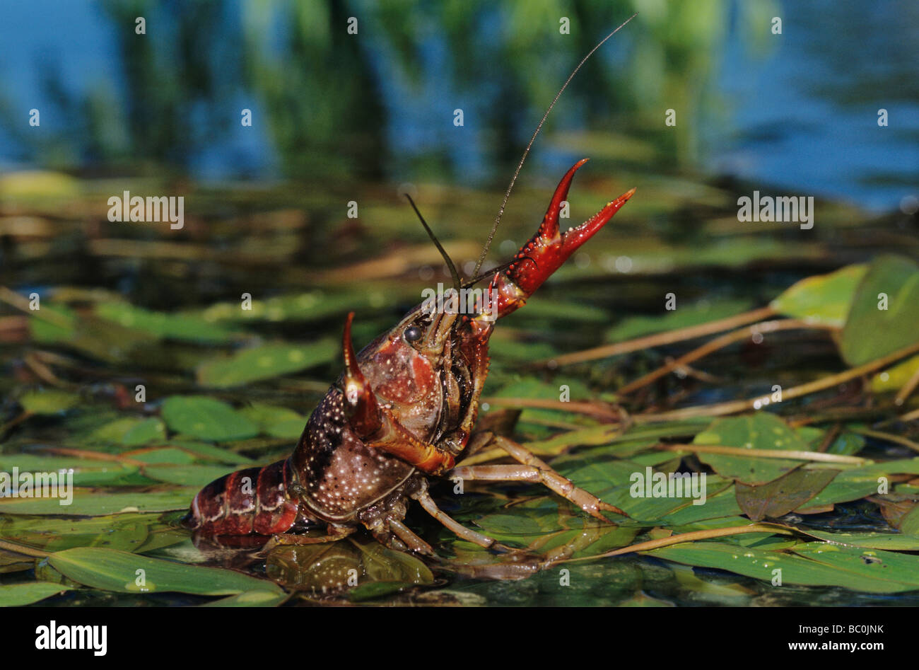Crayfish Crawfish Astacidae adult in defensive pose Sinton Coastel Bend ...