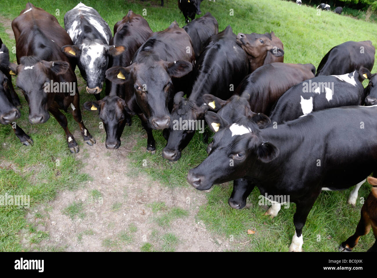 Herd of cows viewed from above Stock Photo - Alamy