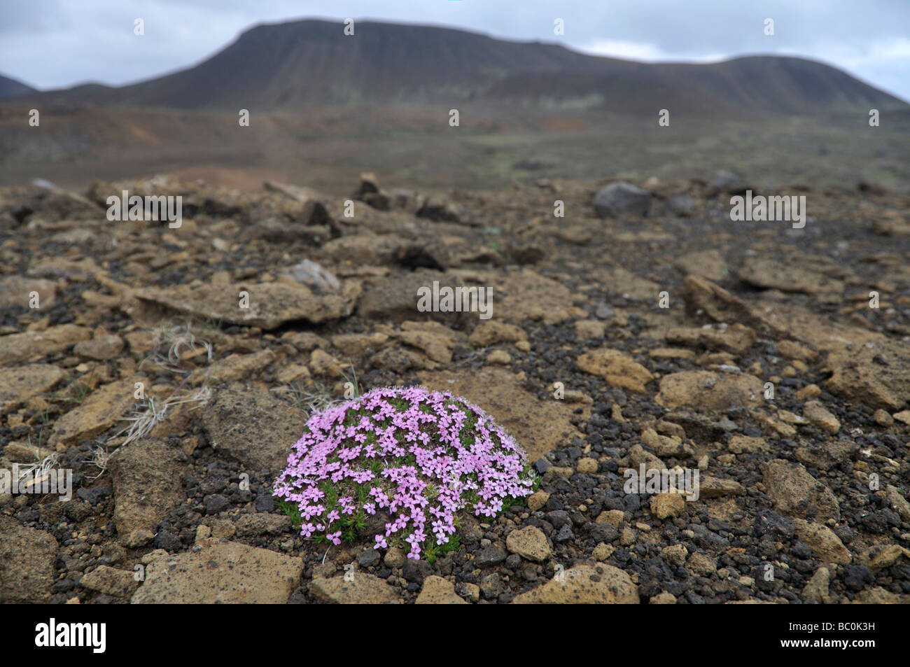 Lava flower hi-res stock photography and images - Alamy