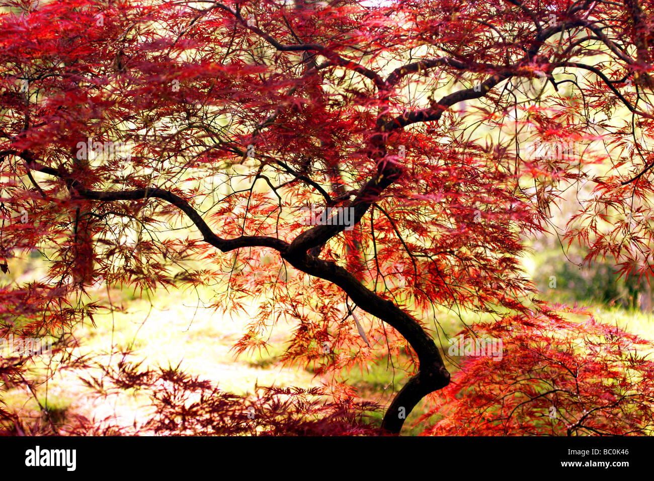 Japanese Maple tree at Maymont park, Richmond Virginia Stock Photo - Alamy