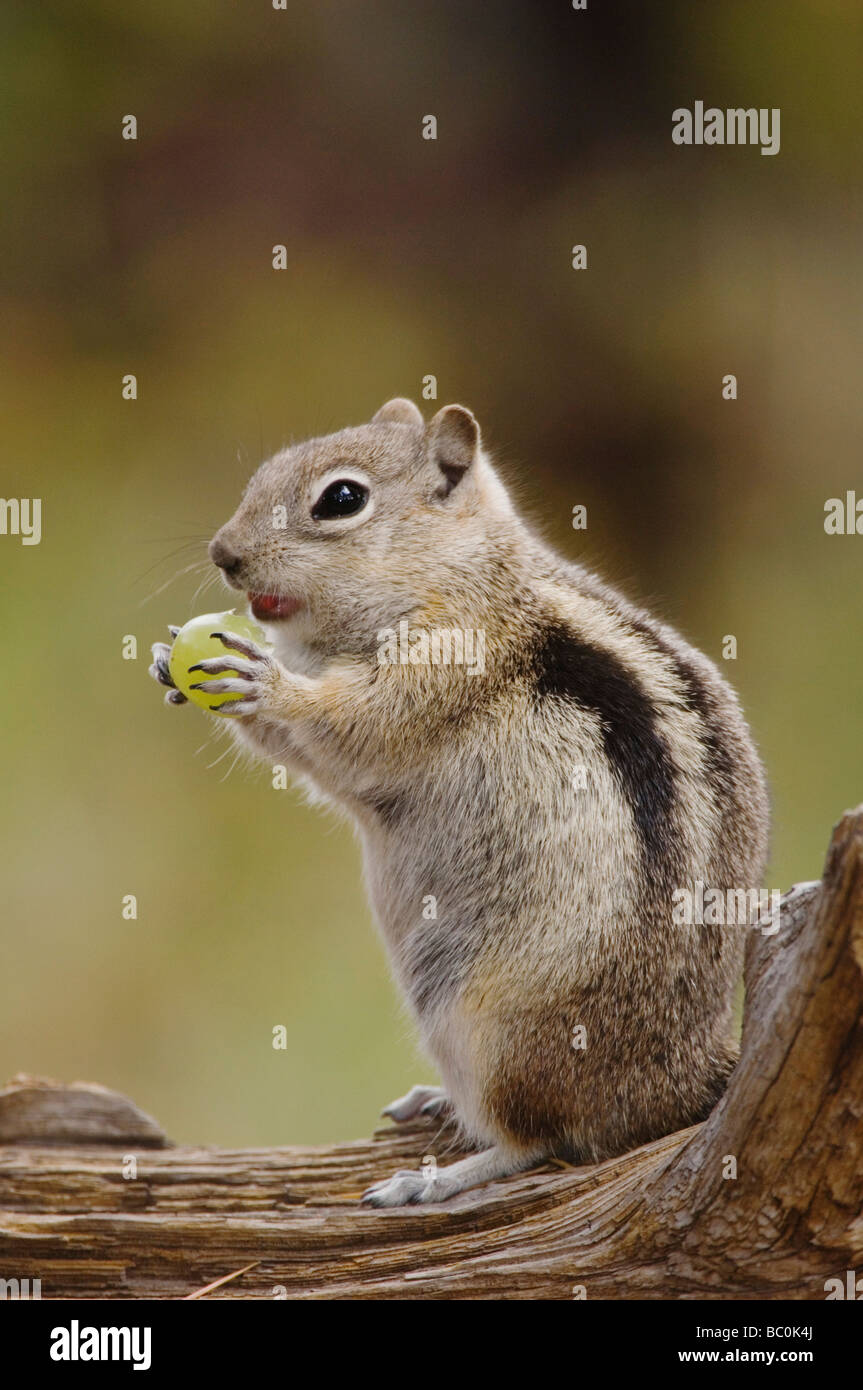 Cheek pouches hi-res stock photography and images - Alamy