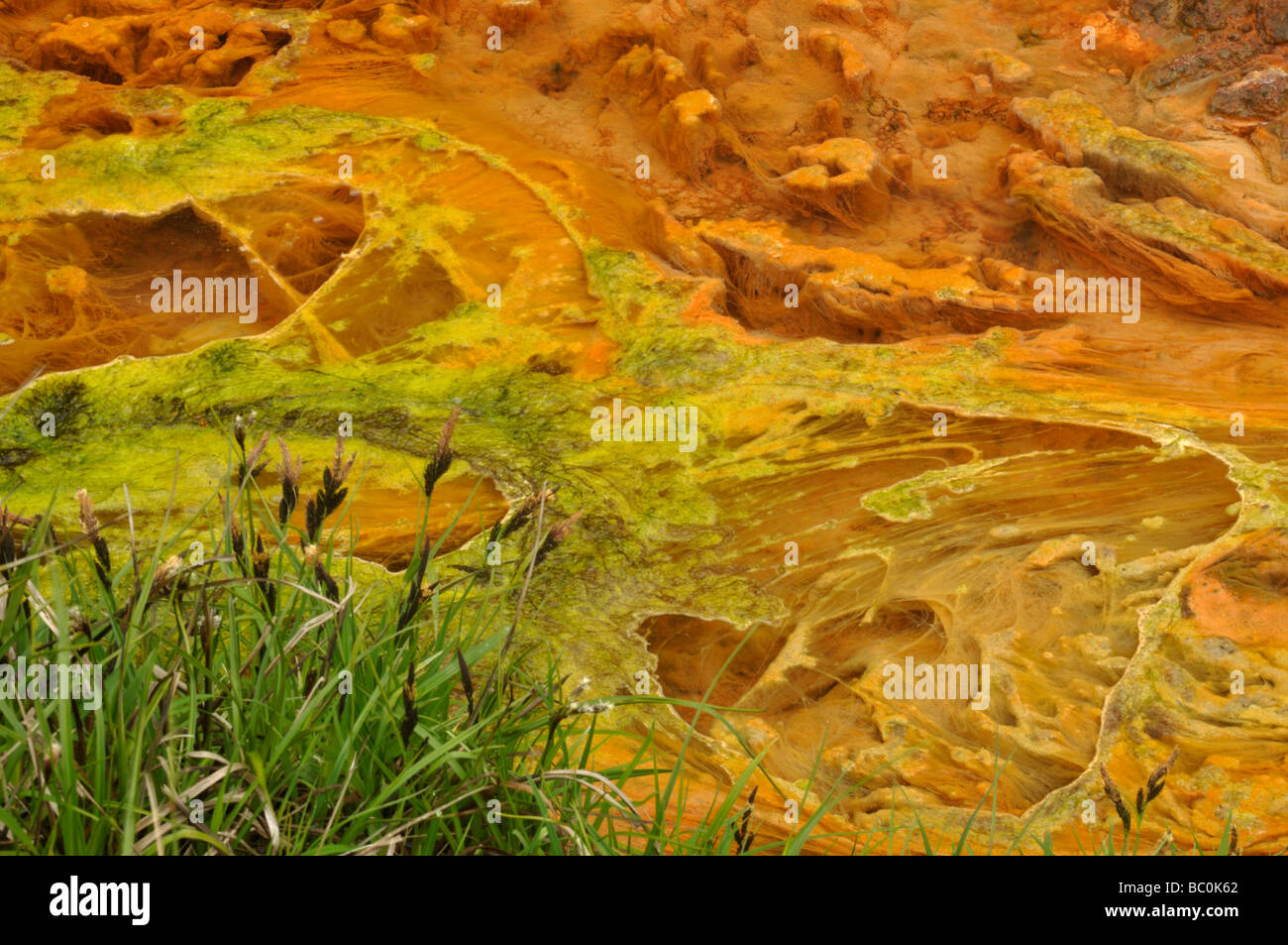 orange and green algae in hot spring Hengill Iceland Stock Photo - Alamy