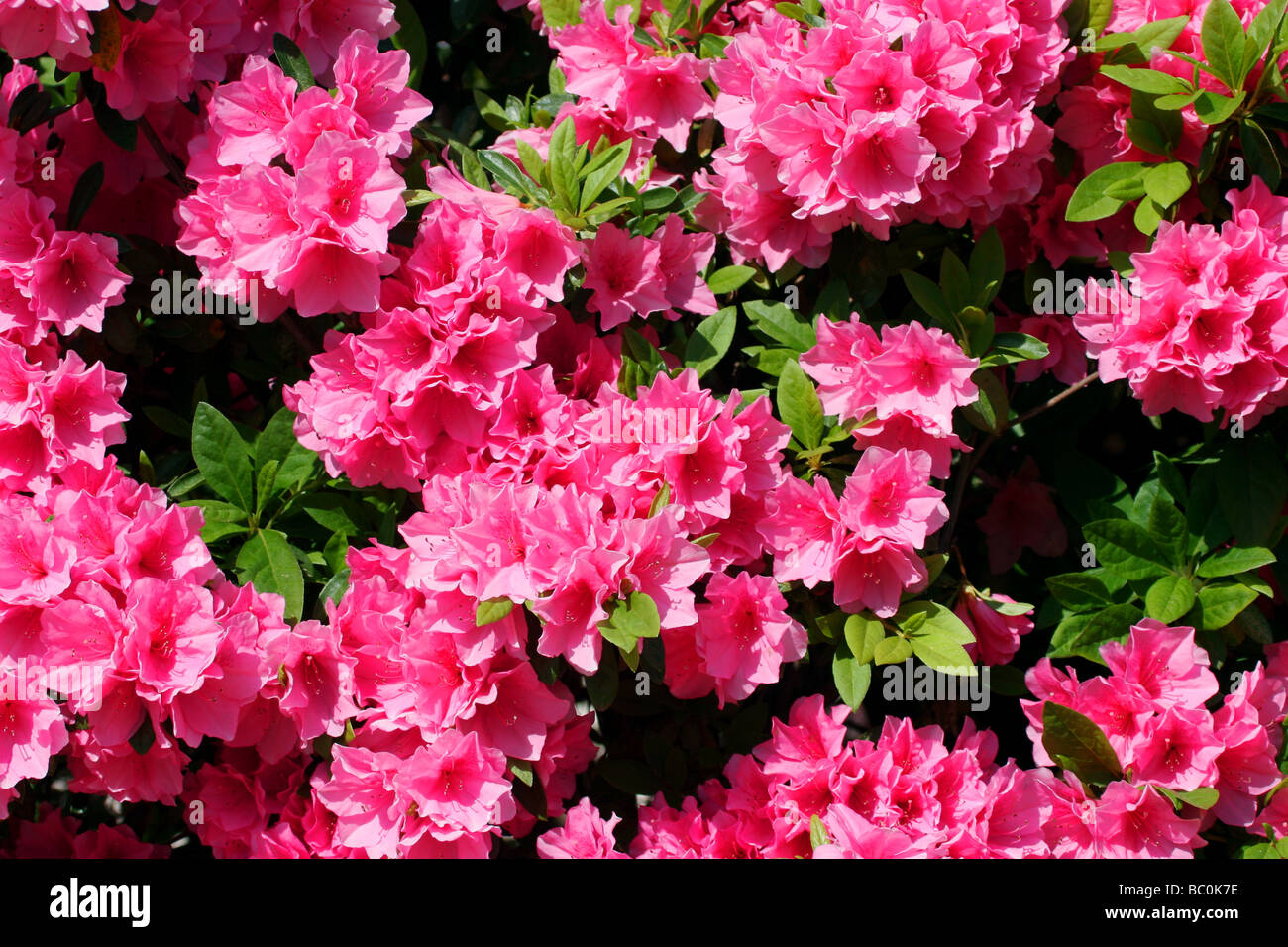 Pink Azaleas in bloom Stock Photo - Alamy