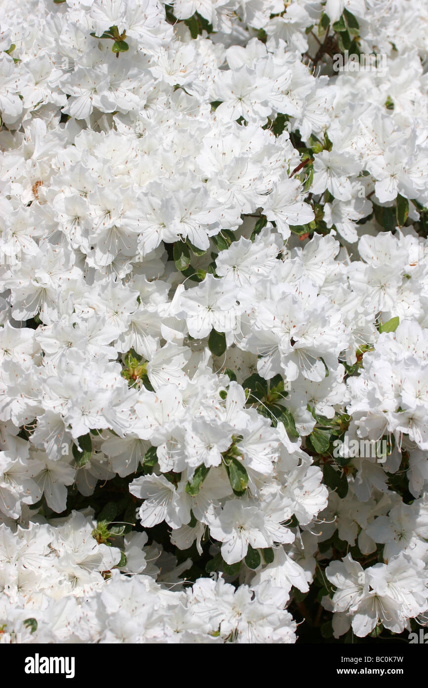 White flowering shrubs hi-res stock photography and images - Alamy