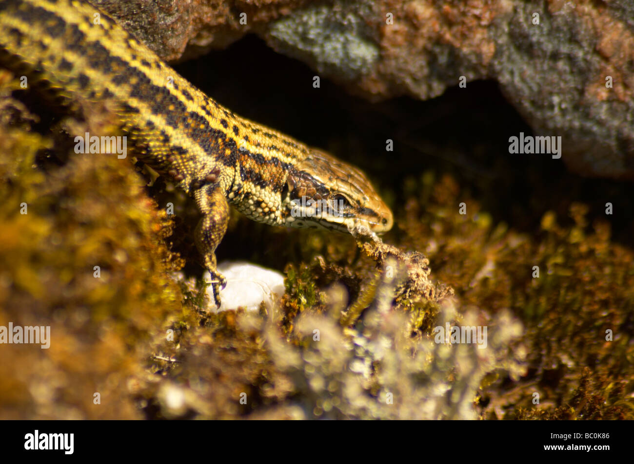 Common lizard basking on granite rocks on Dartmoor Stock Photo - Alamy