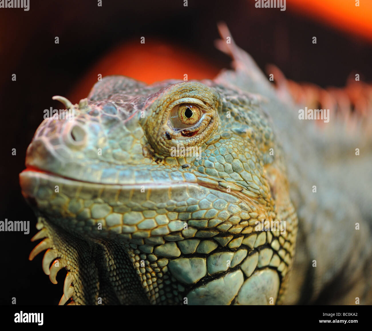 iguana Family of large lizards adapted conditions of a dry climate ...