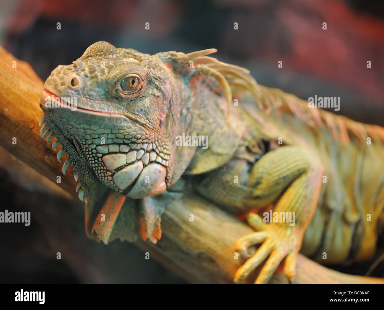 Large lizards hi-res stock photography and images - Alamy