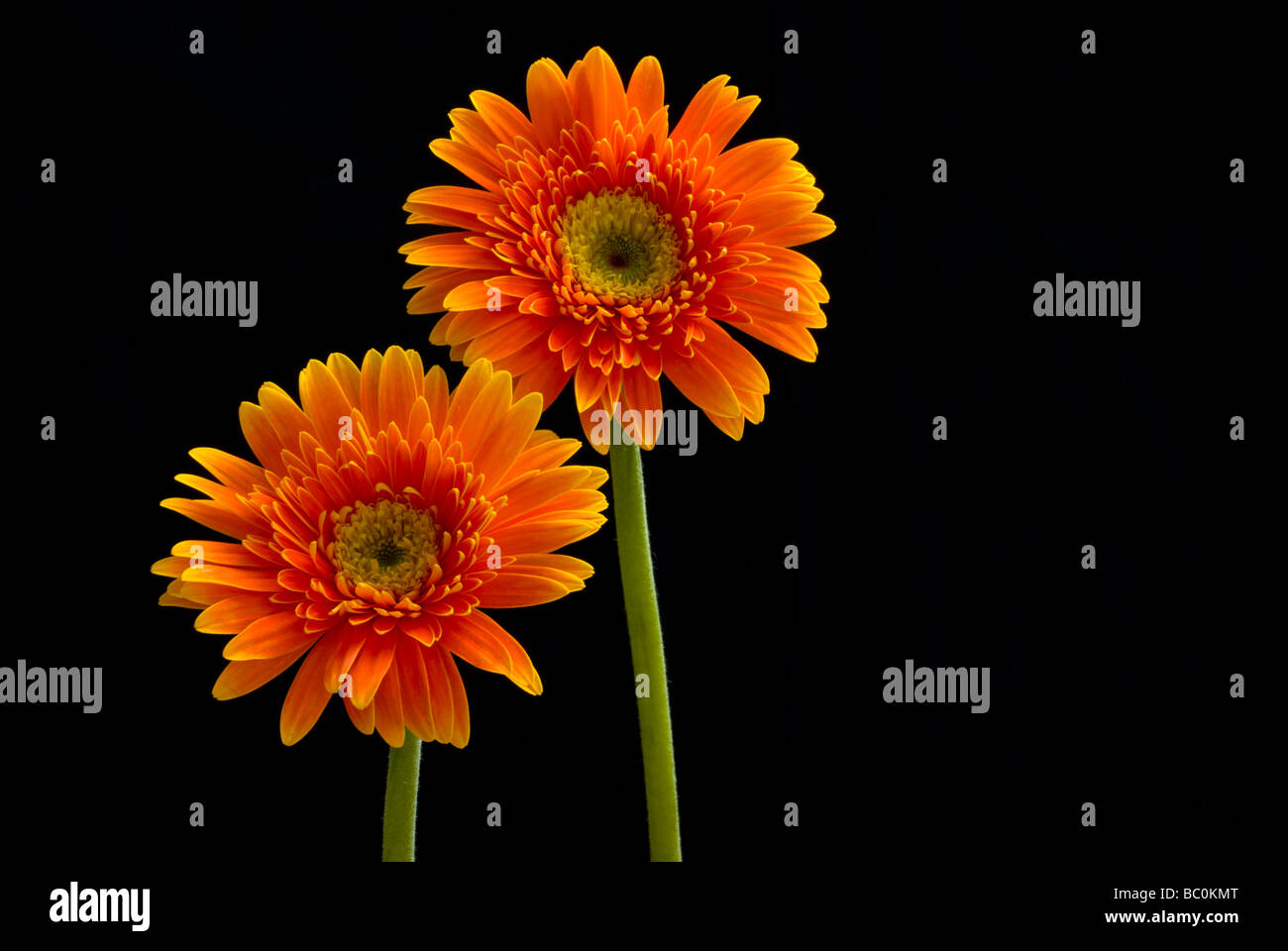 Two yellow gerberas hi-res stock photography and images - Alamy
