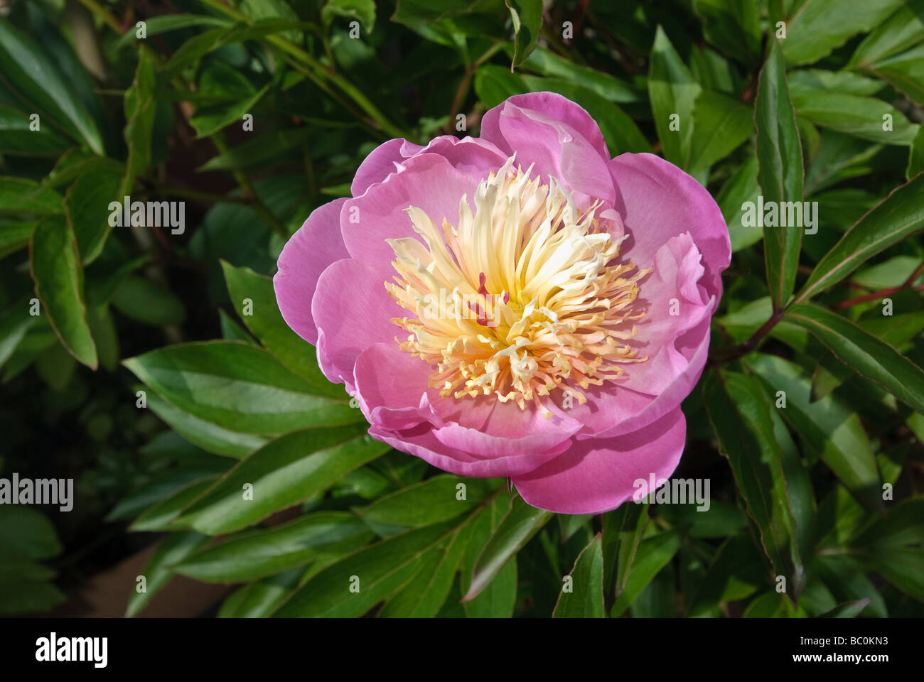 A peony or paeony bloom Stock Photo - Alamy