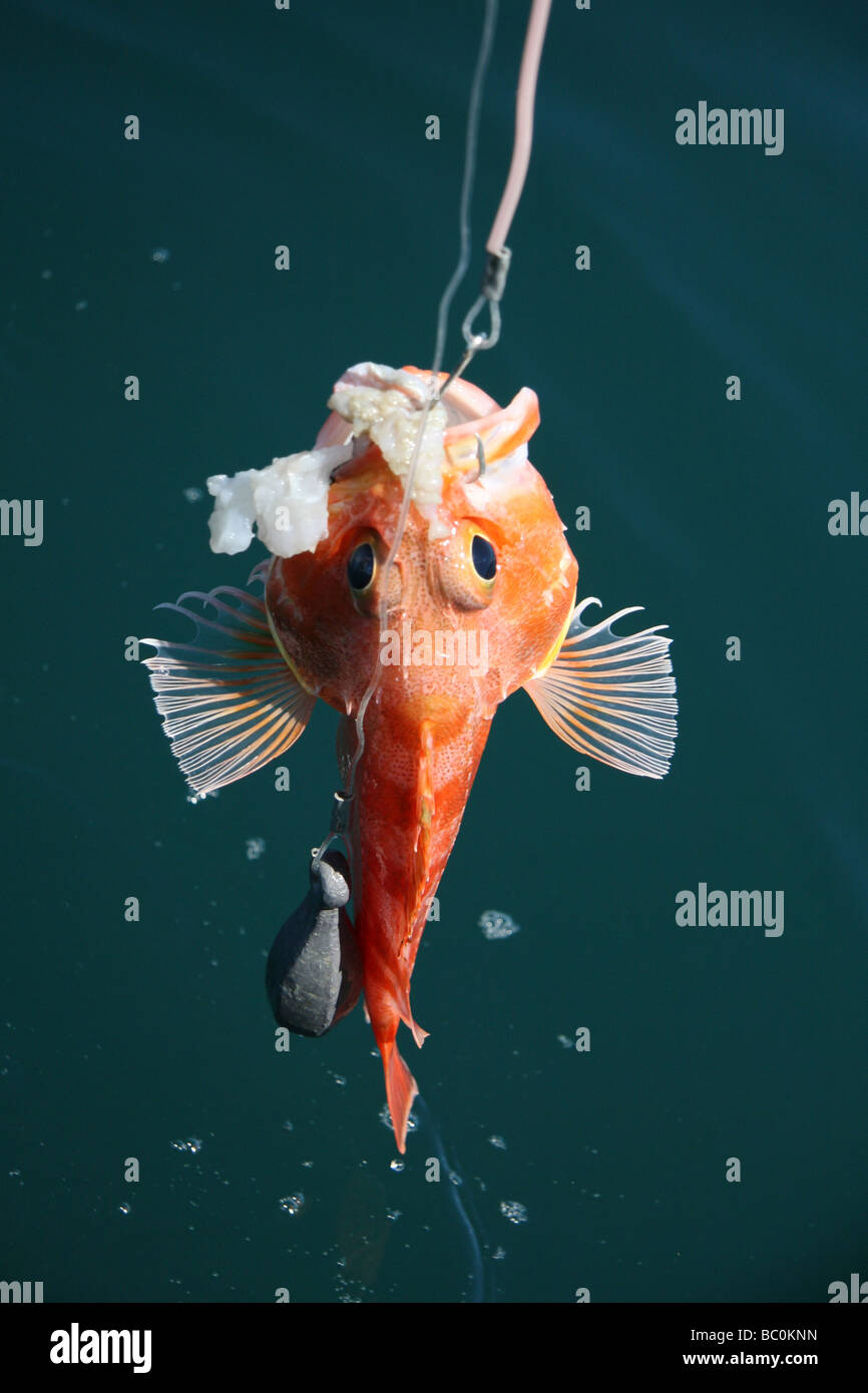 Fish fishing catch boat hi-res stock photography and images - Alamy