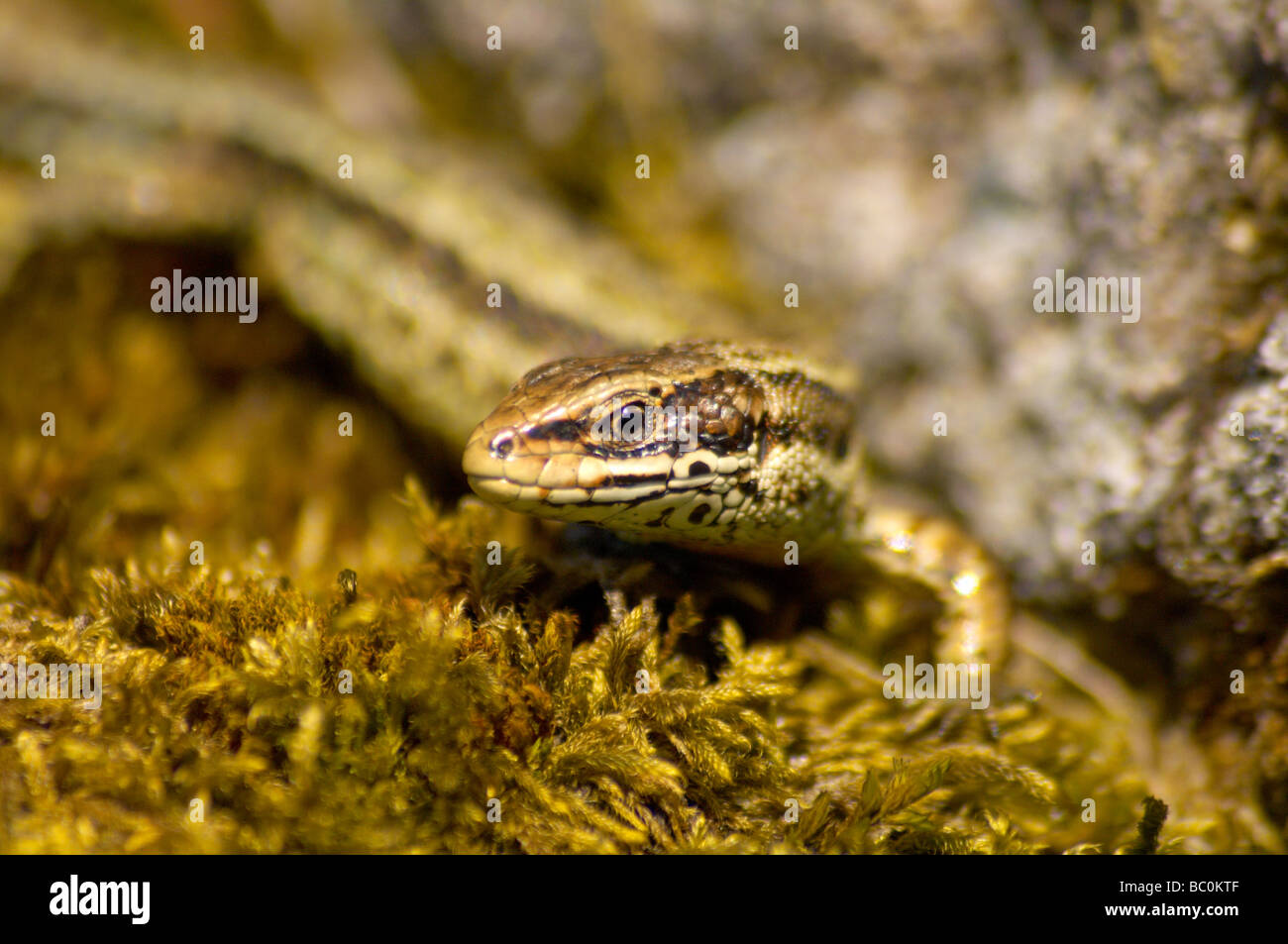 Common lizard uk rocks hi-res stock photography and images - Alamy