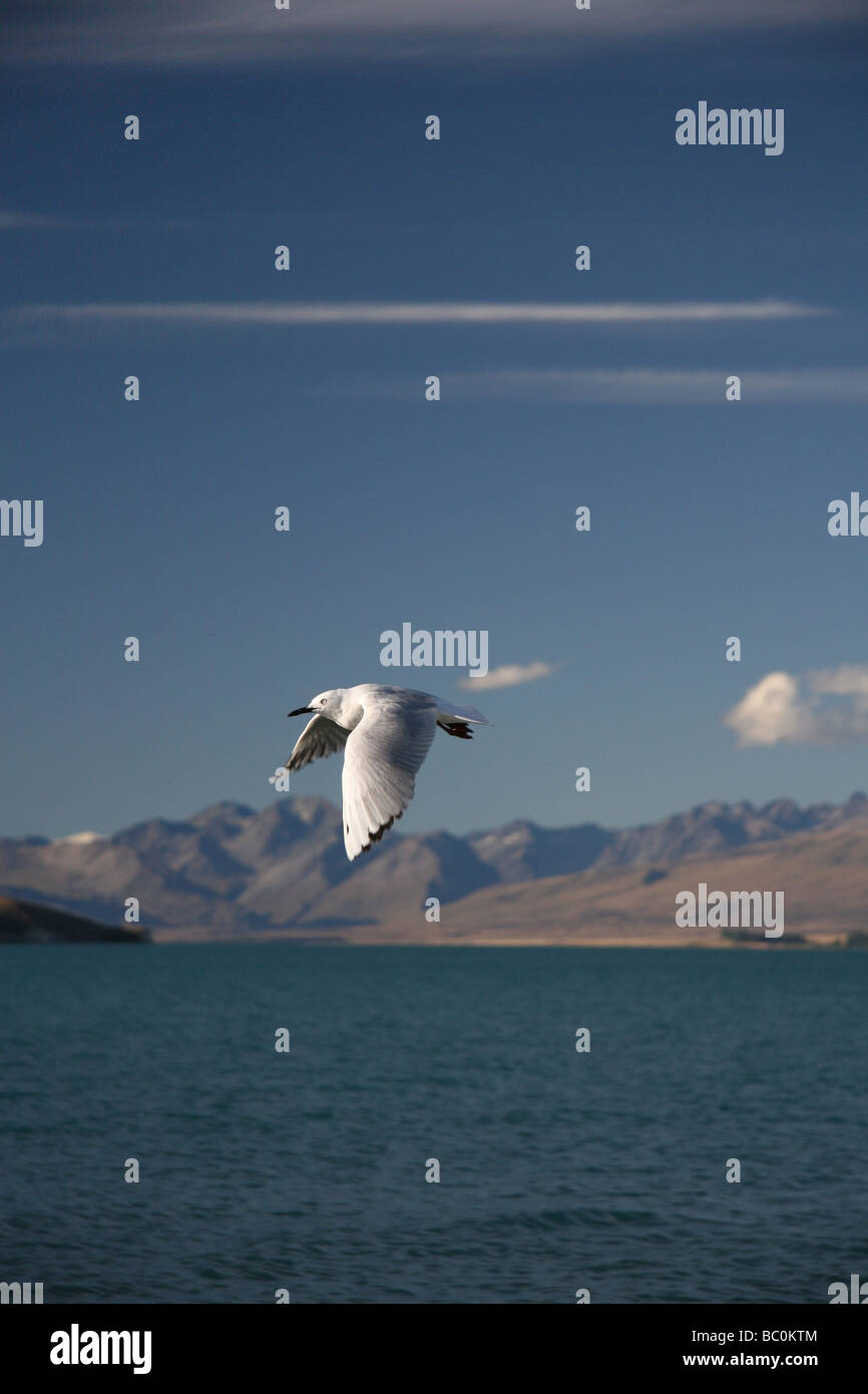 Flying bird hi-res stock photography and images - Alamy