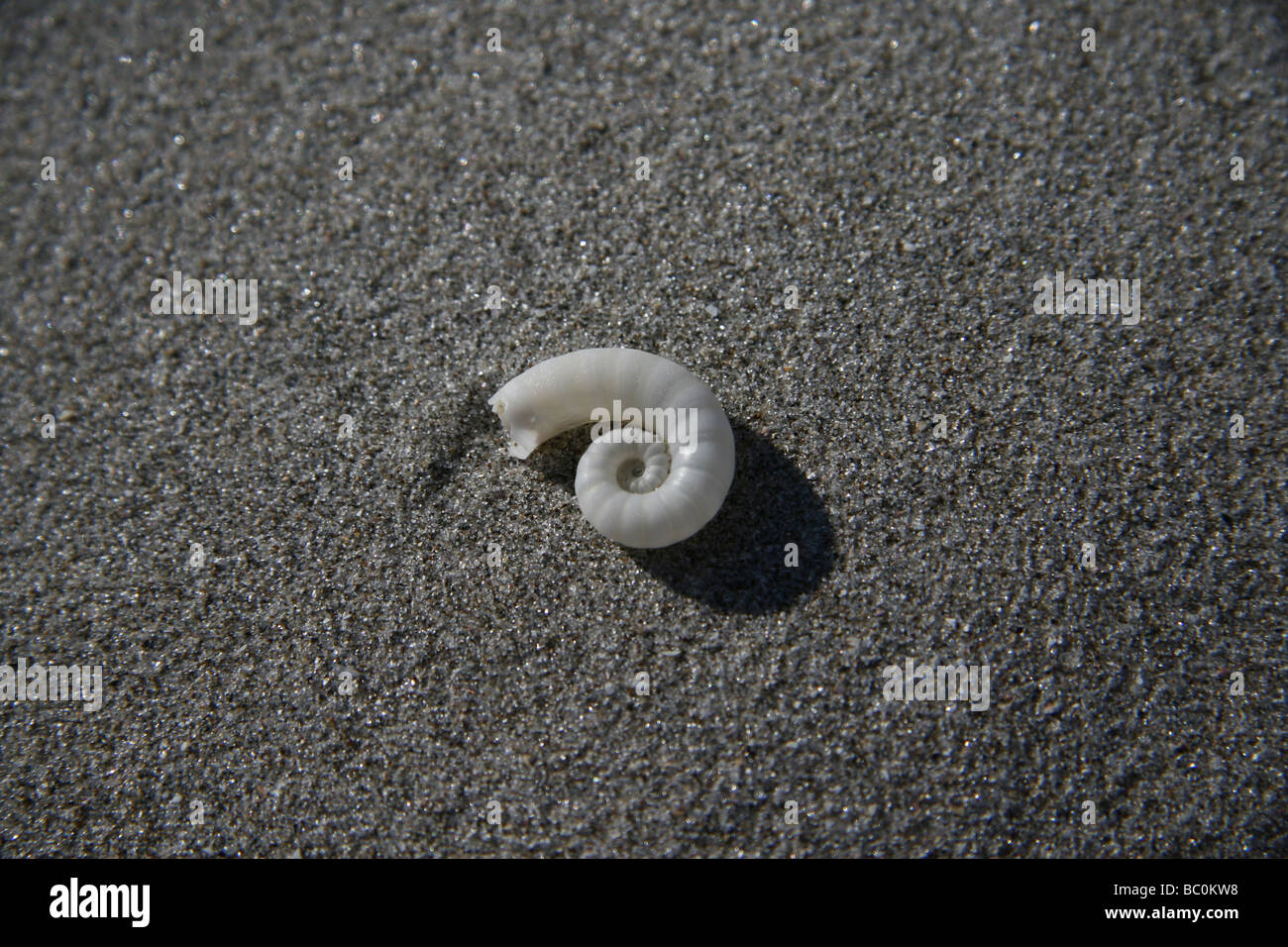 A tiny snail shell on the sand Stock Photo - Alamy