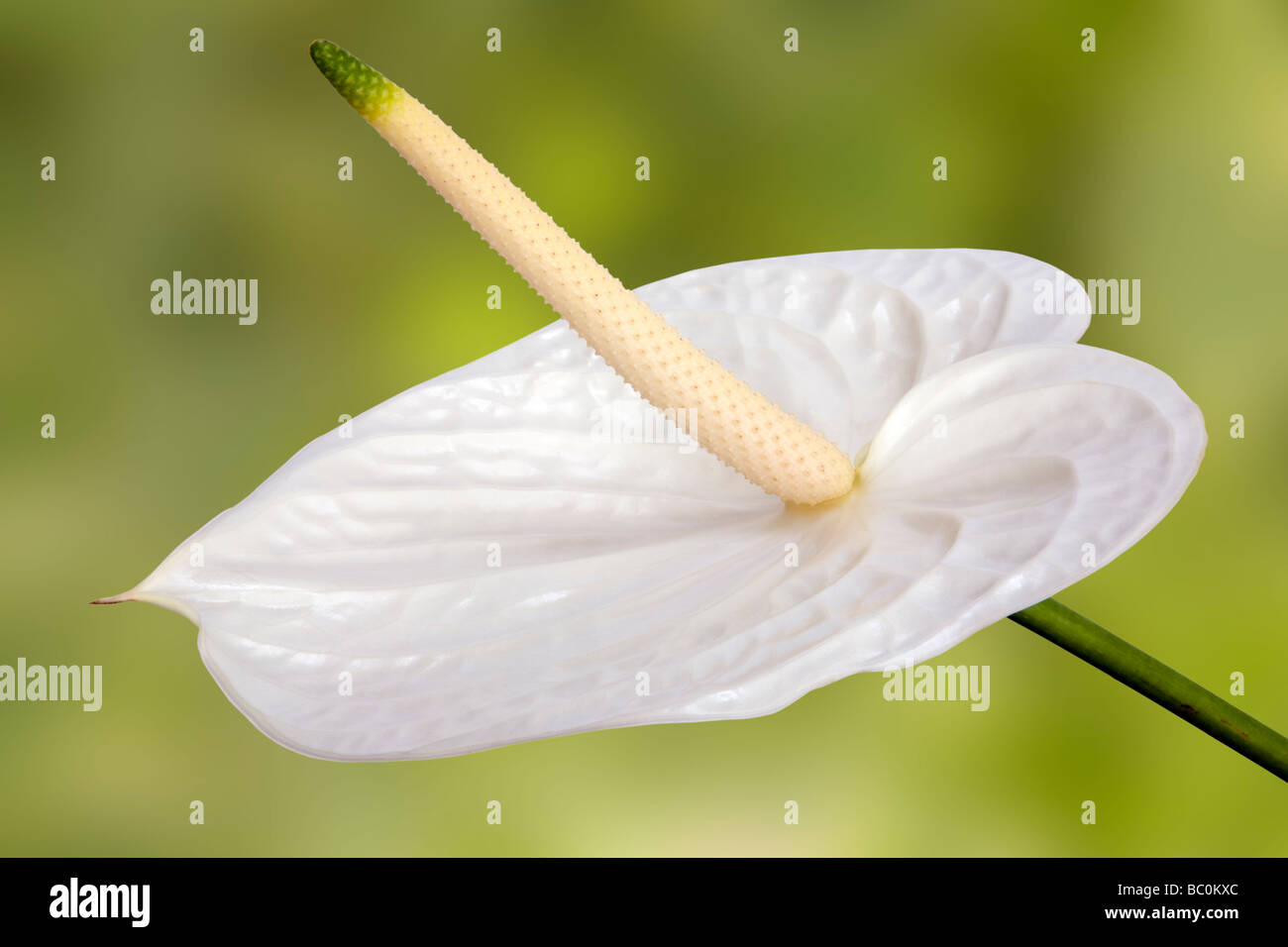 Colorful Anthurium flowers Stock Photo - Alamy