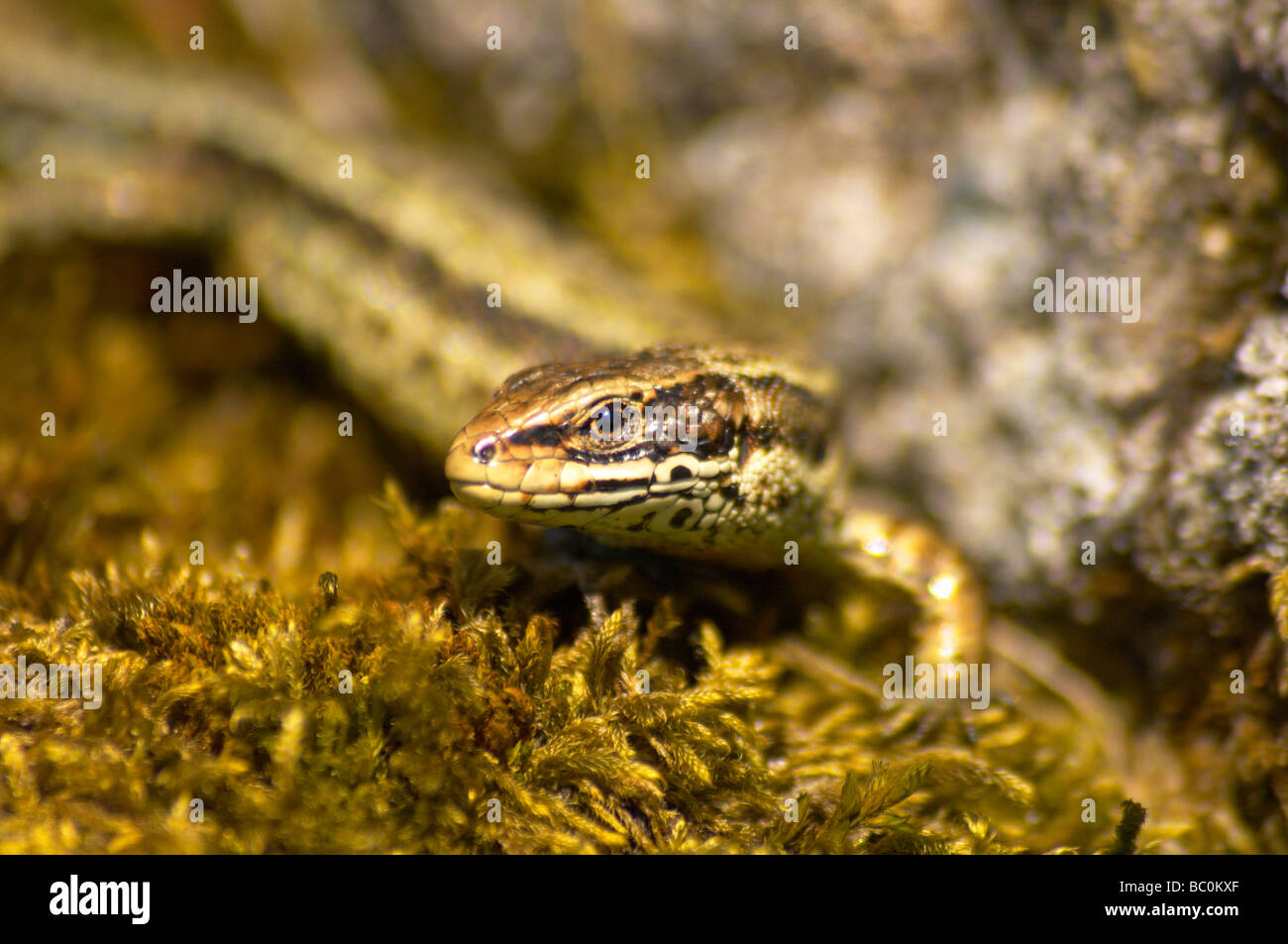 Common lizard uk rocks hi-res stock photography and images - Alamy