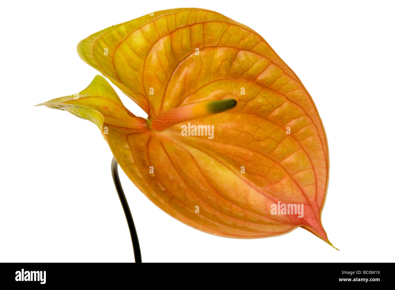 Colorful exotic tropical flower Cut Out Stock Images & Pictures - Alamy