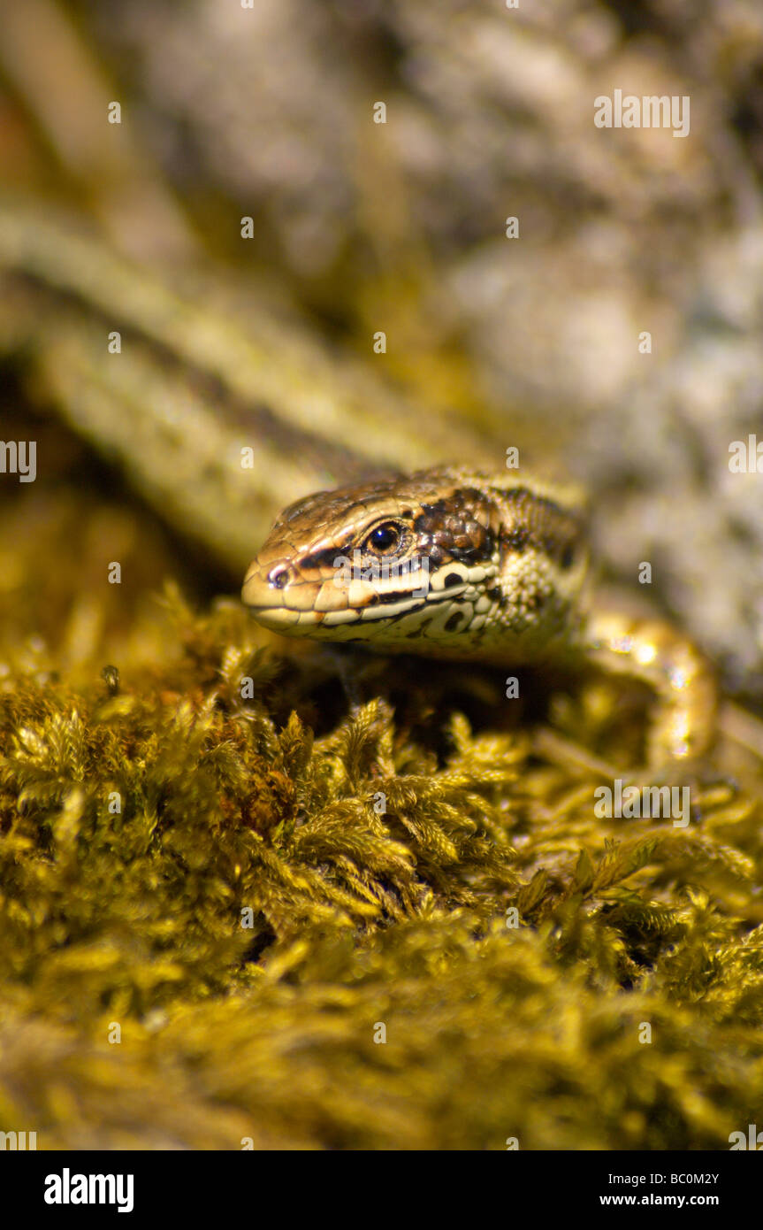 Common lizard uk rocks hi-res stock photography and images - Alamy