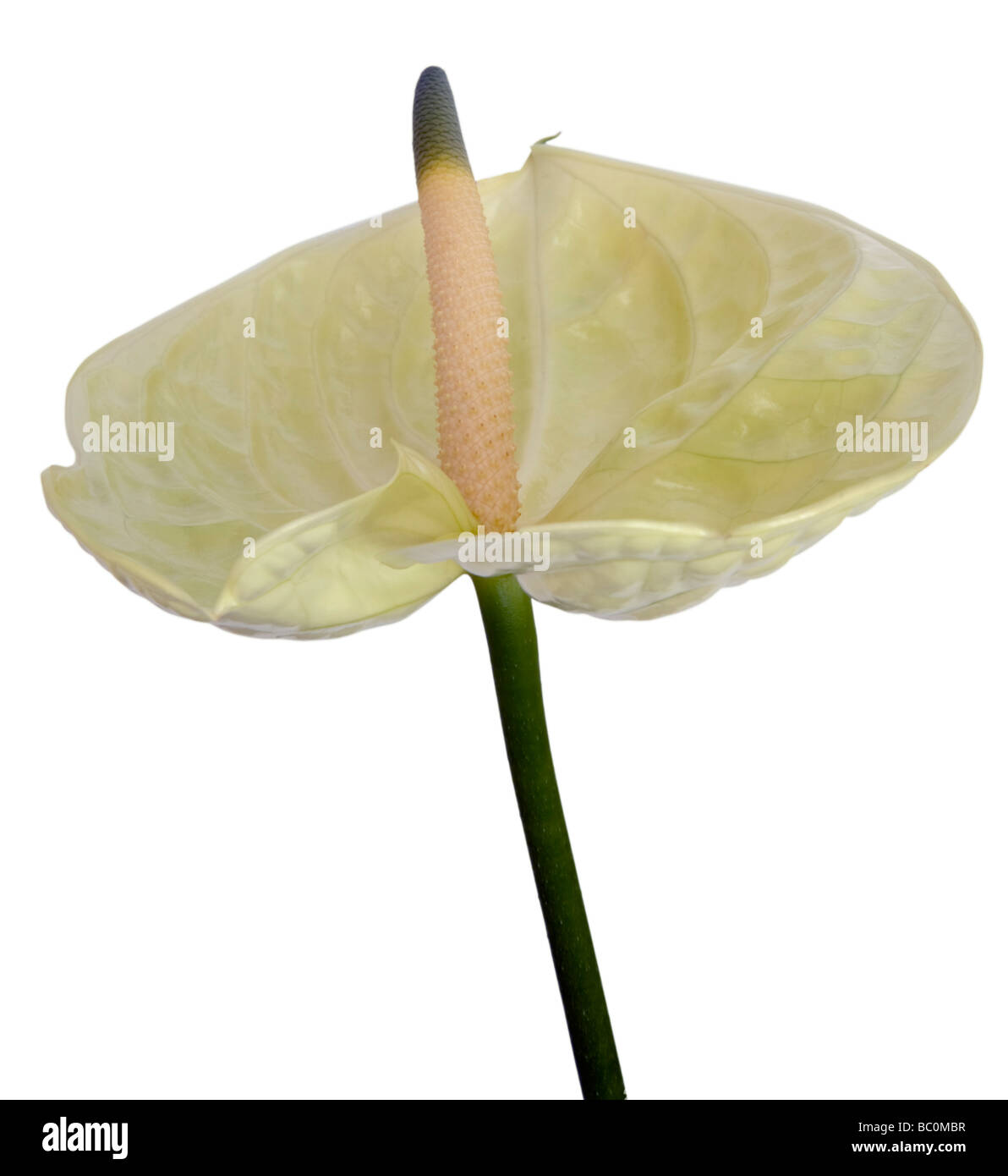 Colorful Anthurium flowers Stock Photo - Alamy
