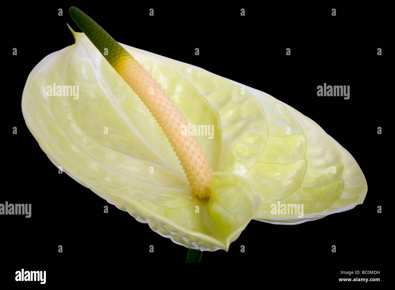 Colorful Anthurium flowers Stock Photo - Alamy