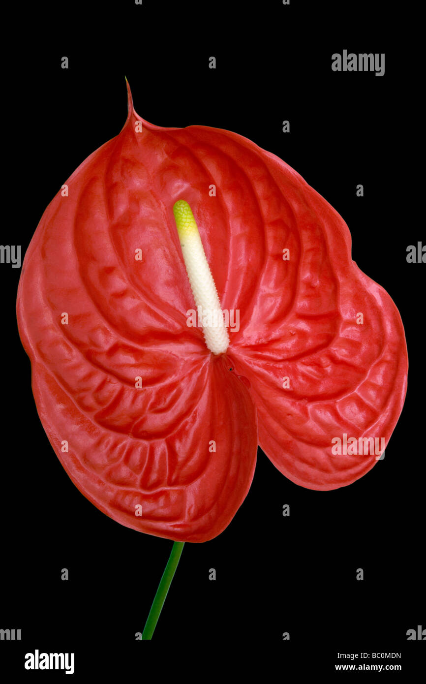 Colorful Anthurium flowers Stock Photo - Alamy