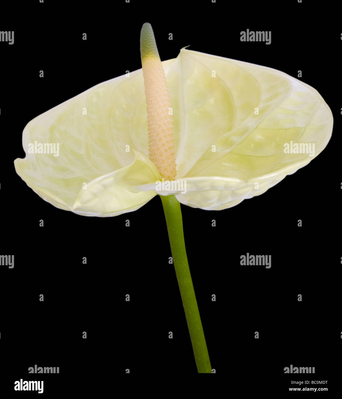 Colorful Anthurium flowers Stock Photo - Alamy