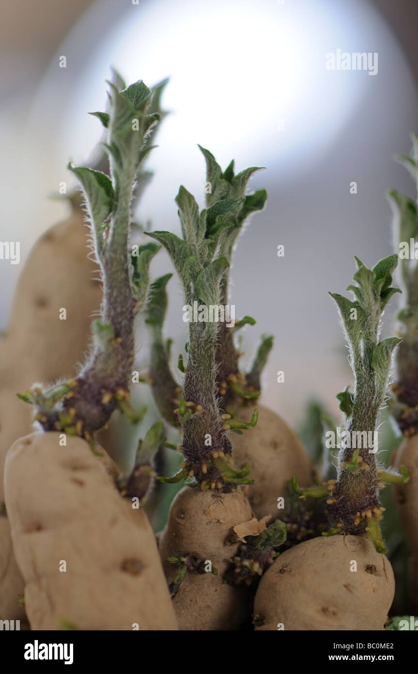 Anya potato growing hi-res stock photography and images - Alamy