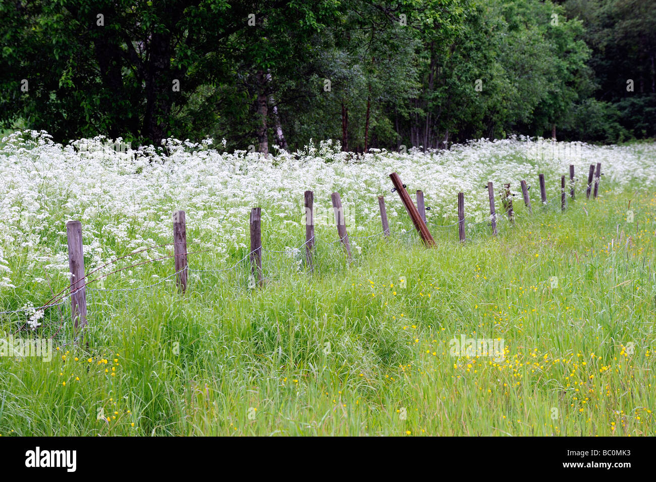 wild chervil (Anthriscus sylvestris), blooming Stock Photo - Alamy