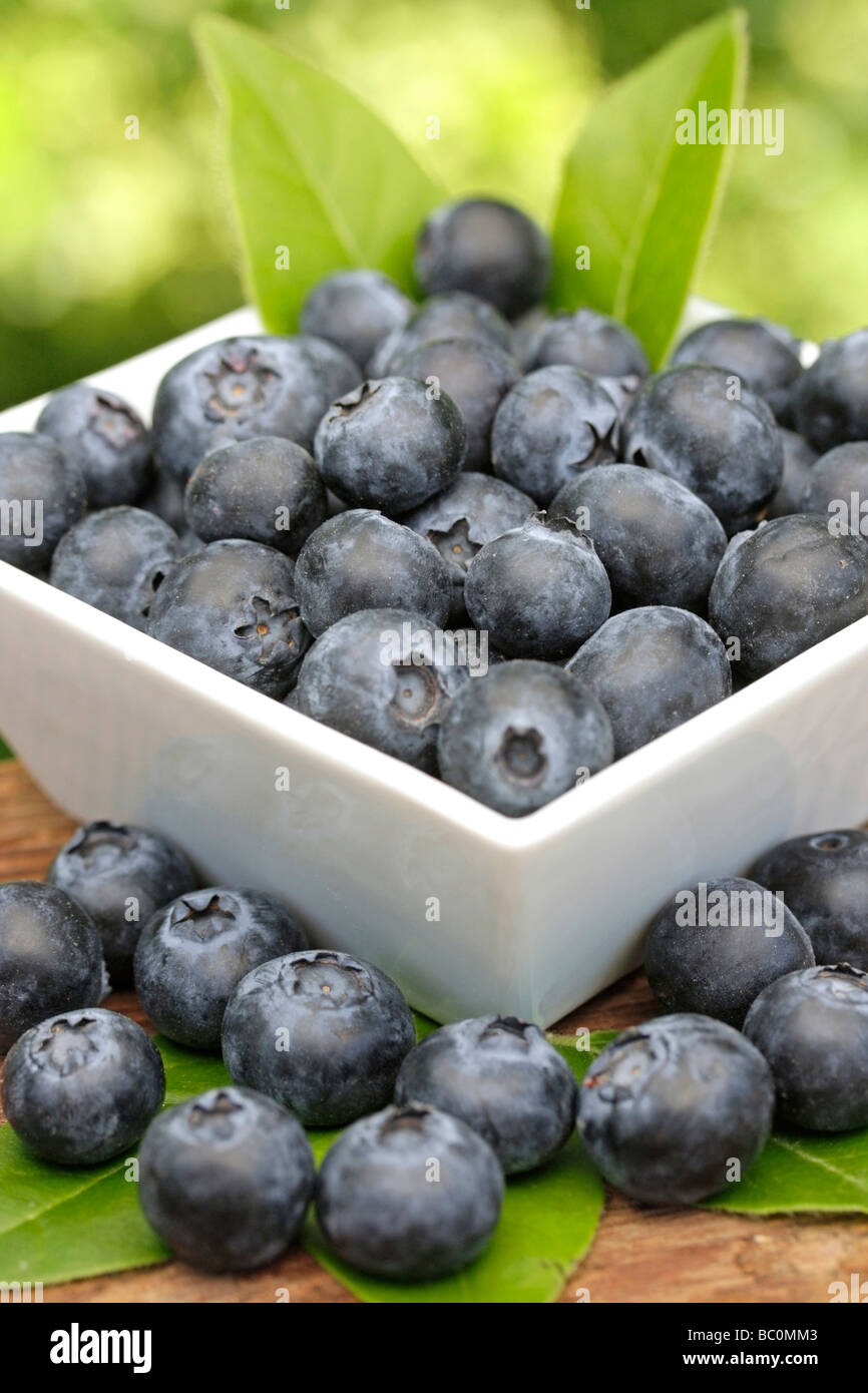 Blueberries (Vaccinium myrtillus Stock Photo - Alamy