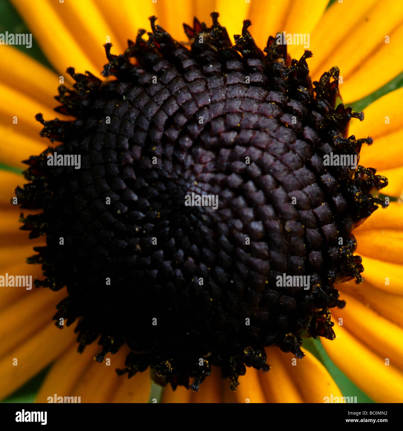 Closeup of a black-eyed susan Stock Photo - Alamy