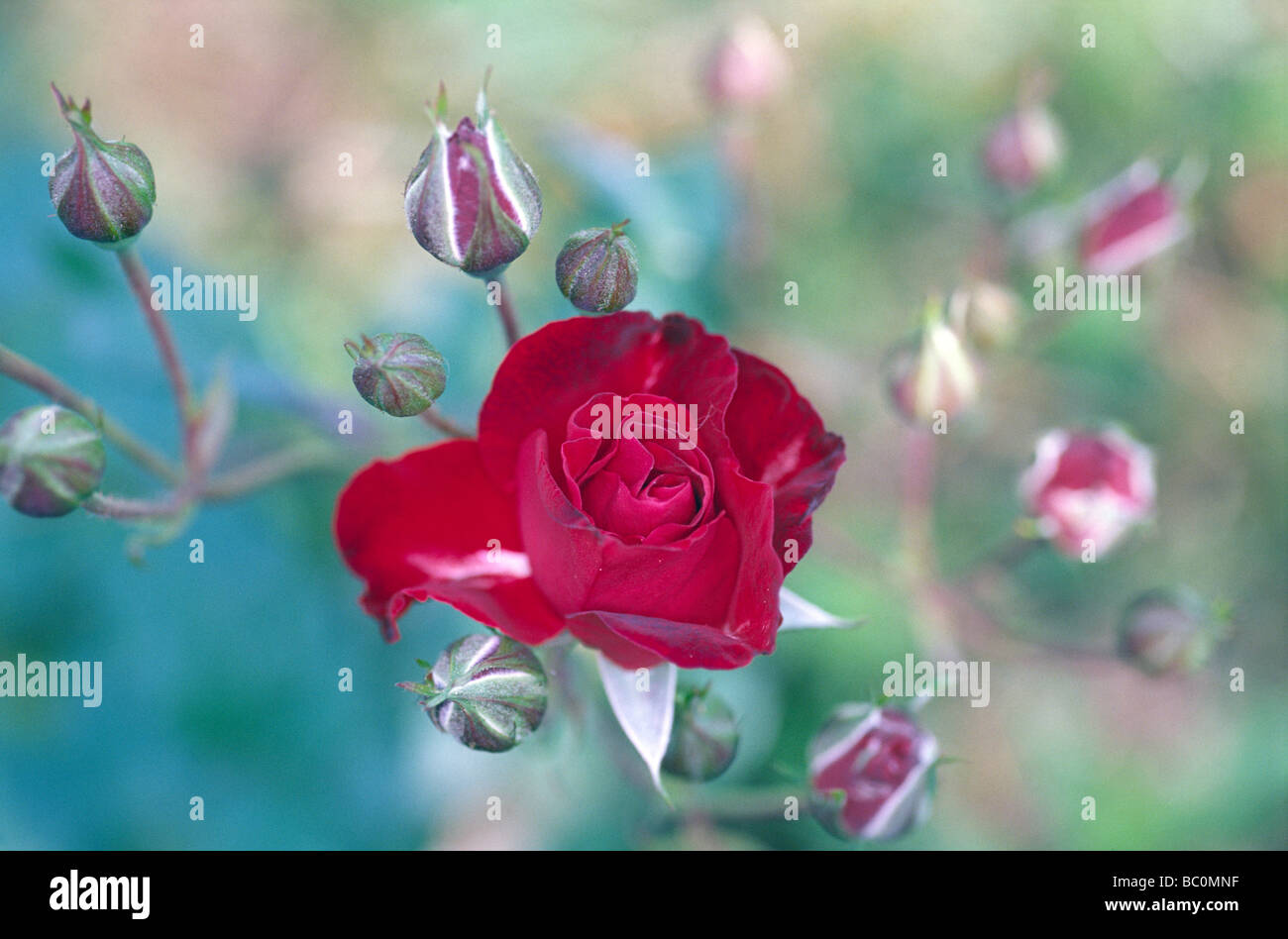 Red roses bush Stock Photo - Alamy