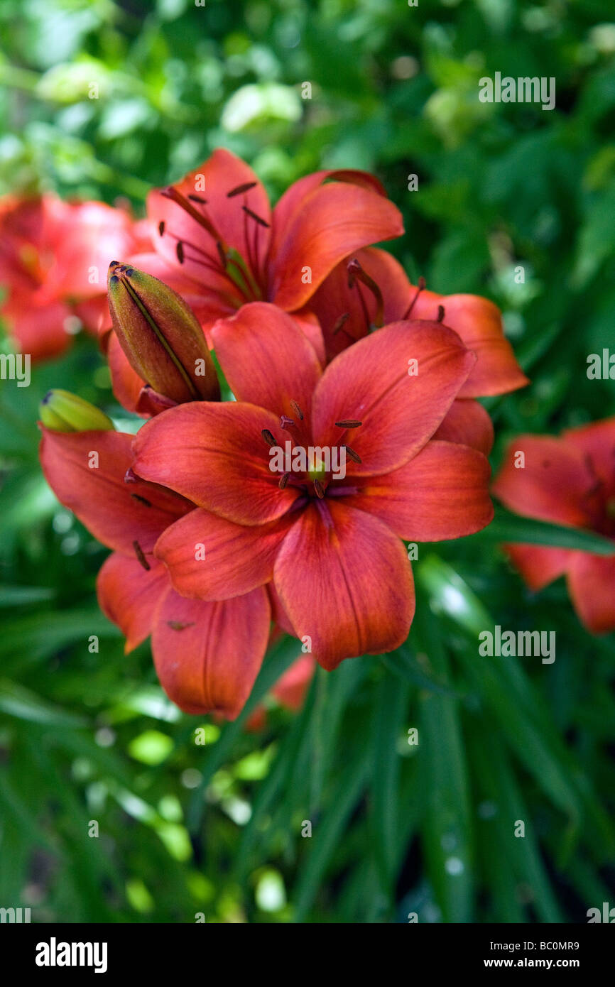 Red lily flower Stock Photo - Alamy