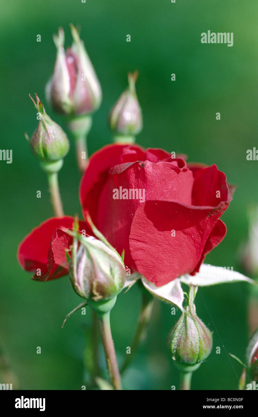 Red roses bush Stock Photo - Alamy