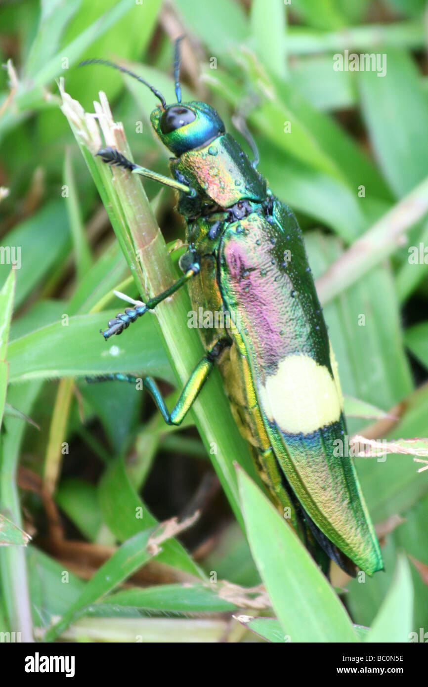 Borneo insect hi-res stock photography and images - Alamy
